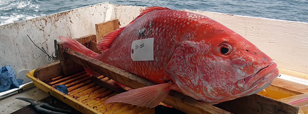 Welcome to USF College of Marine Science